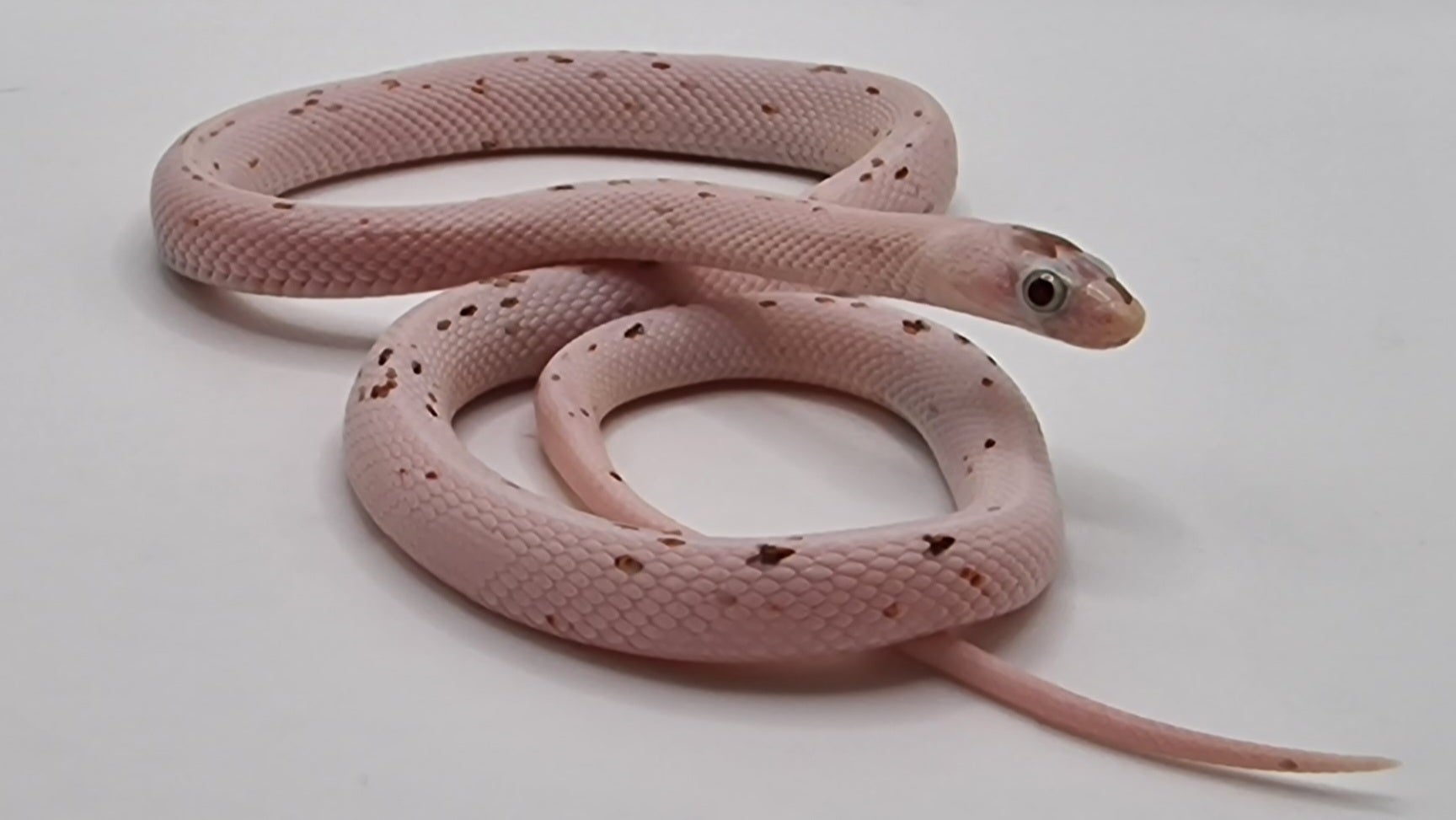 Corn Snakes Palmetto, Het Palmetto, Scaleless | Reptile Forums Corn Snakes Palmetto, Het Palmetto, Scaleless | Reptile Forums