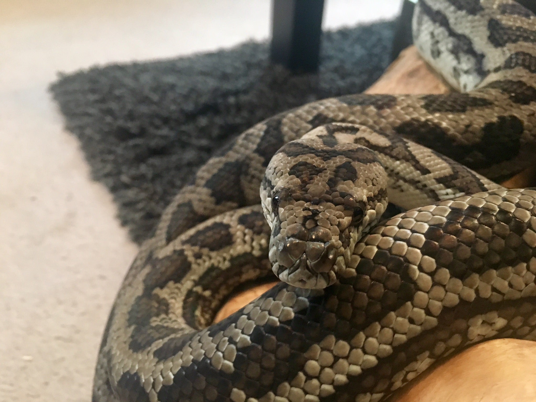 Carpet Pythons Reptile Forums carpet-pythons-reptile-forums