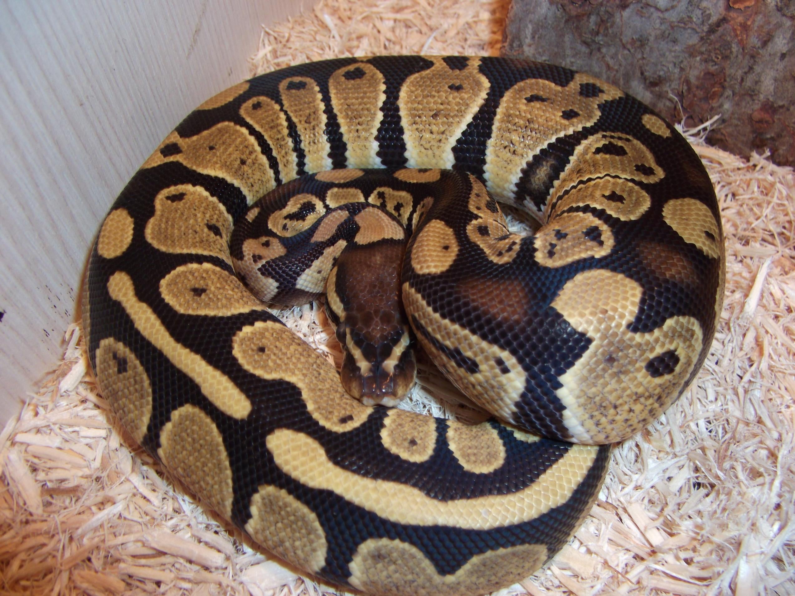 W Midlands Male Ball Python Only 35 Pound Reptile Forums w-midlands-male-ball-python-only-35-pound-reptile-forums